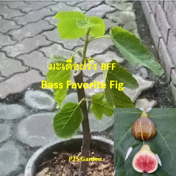 ต นมะเด อฝร ง Bff Bass Favorite Fig กระถาง 6 น ว ต นเส ยบยอด