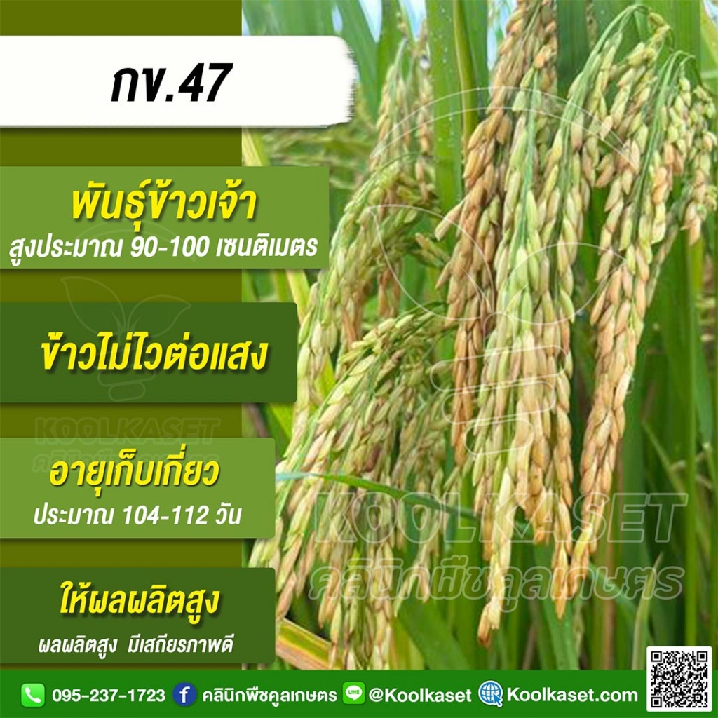 เมล็ดพันธุ์ ข้าว ข้าวเจ้า กข.47 ข้าวนาปี นาปรัง ไม่ไวแสง อายุ 104-107 วัน 25 กก.คูลเกษตรไรซ์ KR7 ...