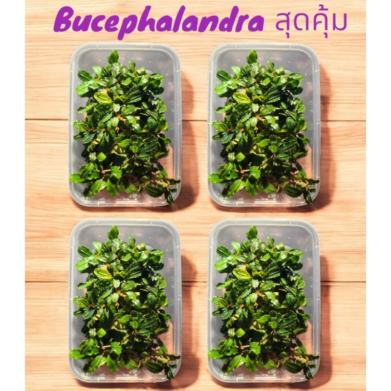 บูเซป bucephalandra ตะกร้าสุดคุ้ม 4 กล่อง เลือกสายพันธุ์ได้ Mini ...