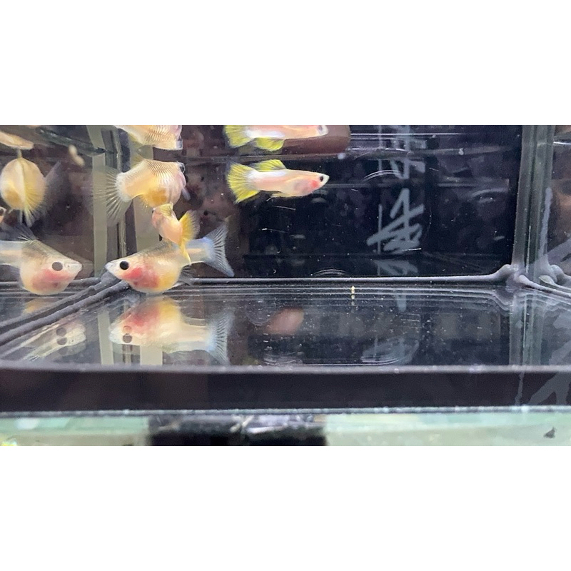 ปลาหางนกยูงสายพันธุ์ Pingku yellow seethru short bodyลำตัวสั้นน่ารัก ...