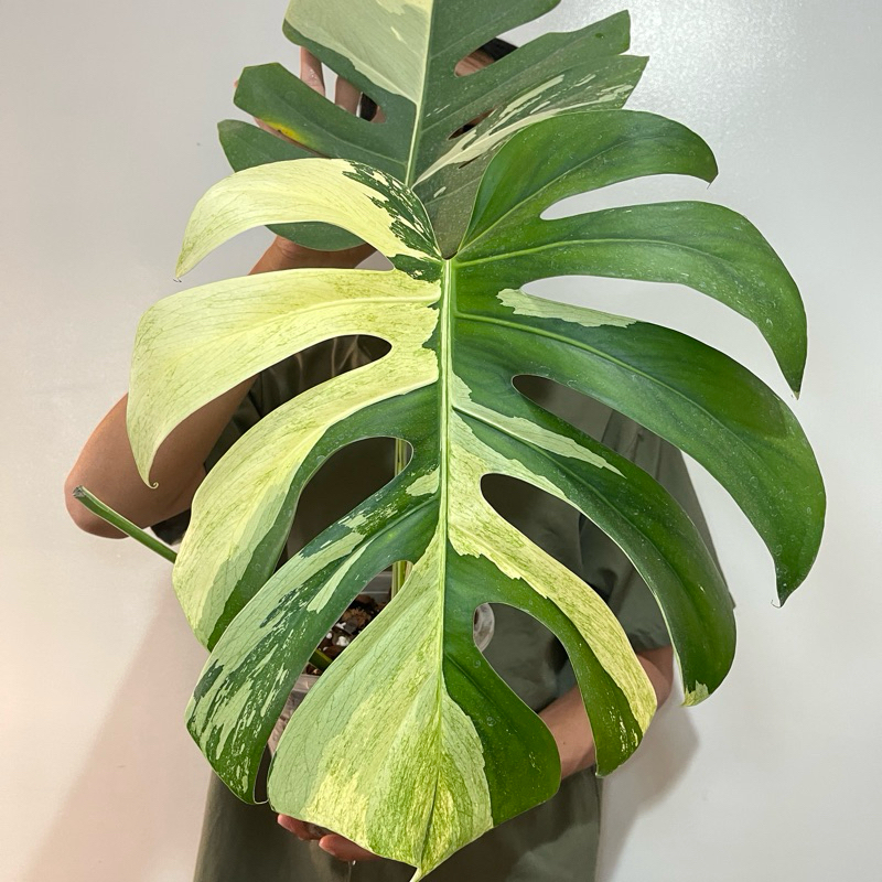 monstera mint borsi x deli var. (มอนมิ้น) | Shopee Thailand