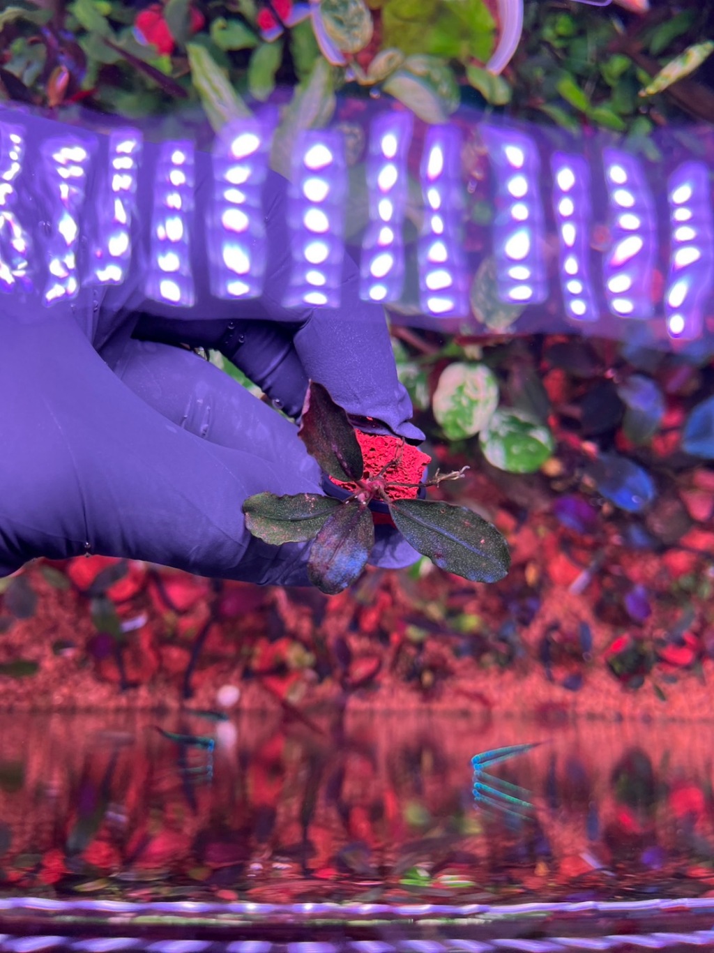 บูเซป Bucephalandra Brownie Helena Original (Very Rare) ตัวหายากมากๆ สี ...