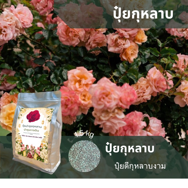 ปุ๋ยกุหลาบ ปุ๋ยดีกุหลาบงาม บรรจุ 1.5 kg | Shopee Thailand