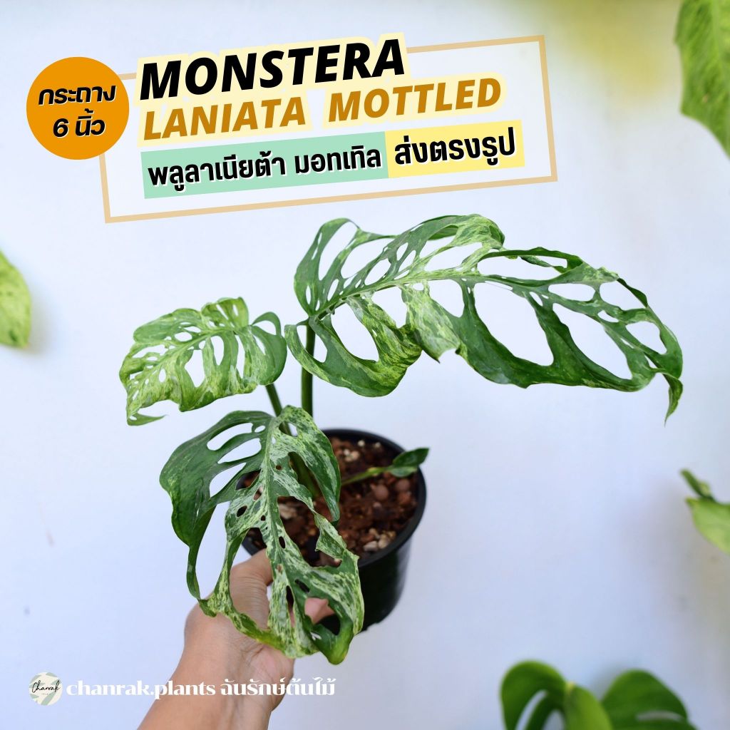 Monstera Laniata Mottled พลูลาเนียต้ามอทเทิล พลูฉลุด่าง เลือกขนาดในตัว ...