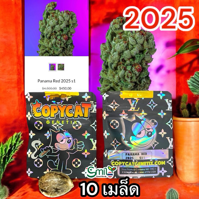 เมล็ดกัญชา Panama Red 2025 S1 (Fem) Classic Sativa Legendary* - Copycat ...
