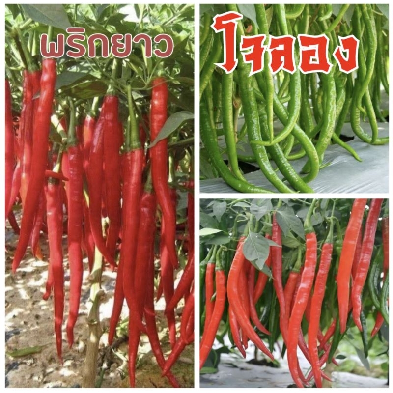 เมล็ดพันธุ์พริกยาว"โจลอง"ชุด100เมล็ด | Shopee Thailand
