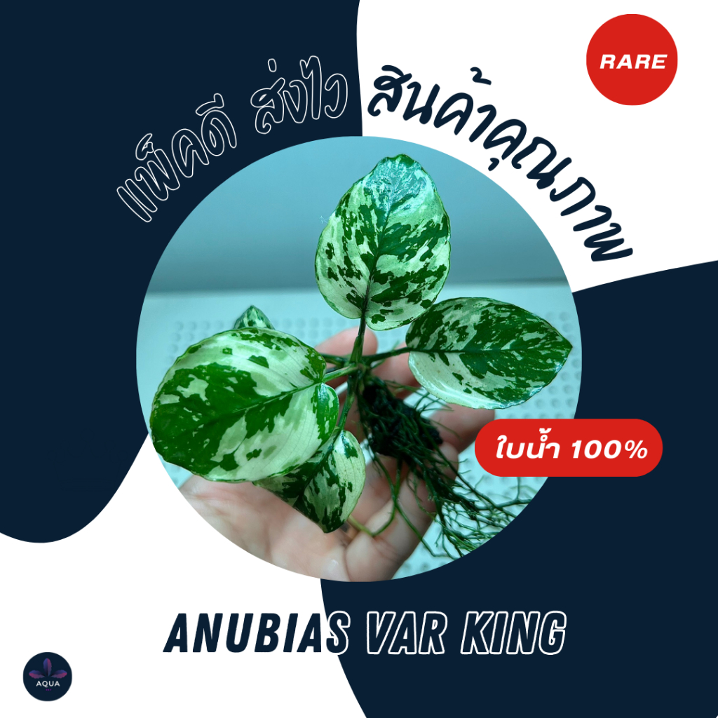 Anubias Var King | อนูเบียสวาคิง อนูเบียสหายาก อนูเบียสด่าง ต้นไม้น้ำหา ...