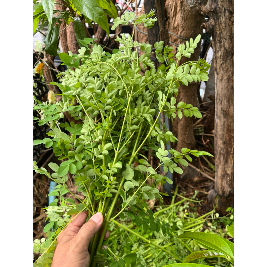 250 Gram Moringa oleifera is a fast-growing, drought-resistant tree of ...