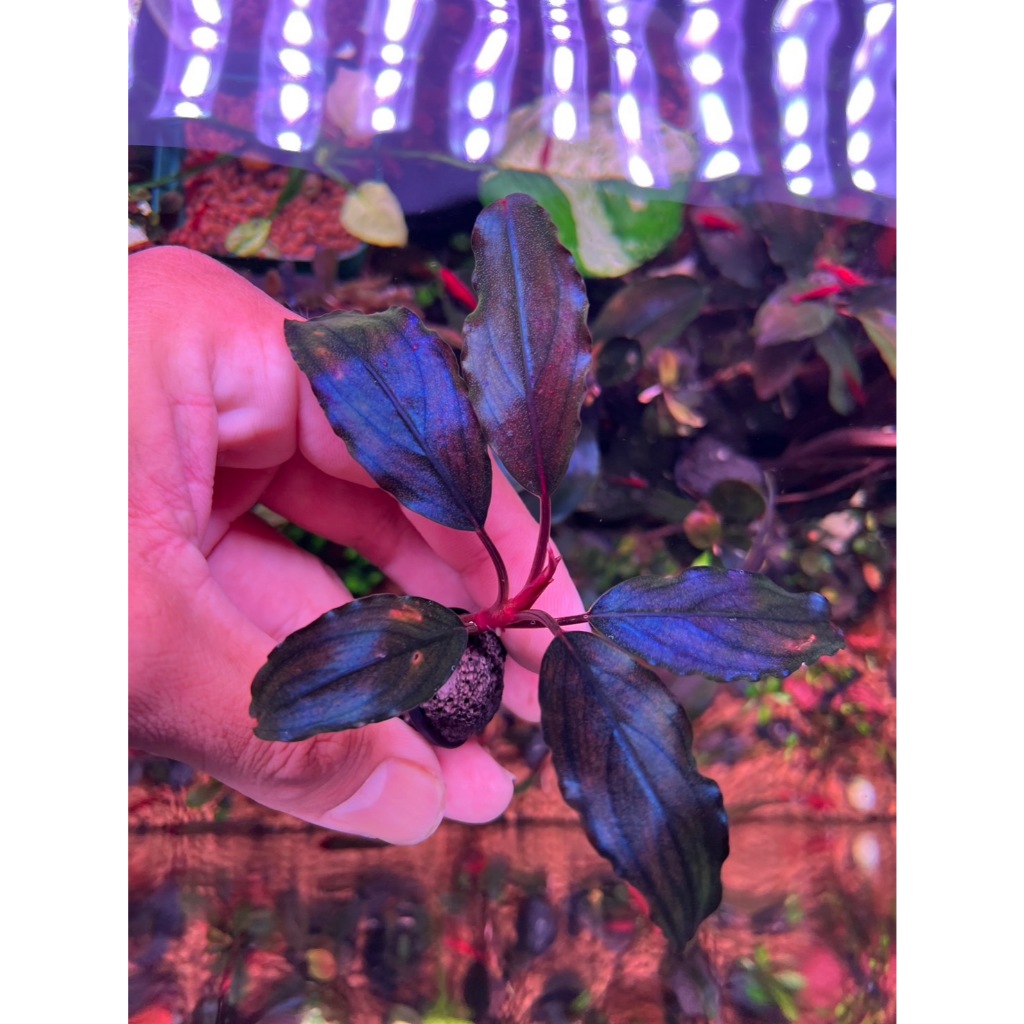 บูเซป Bucephalandra Hellfire (Very Very Rare) ต้นแม่ต้นใหญ่ สีสวยมาก สายสะสมห้ามพลาดครับ ใบน้ำ ...