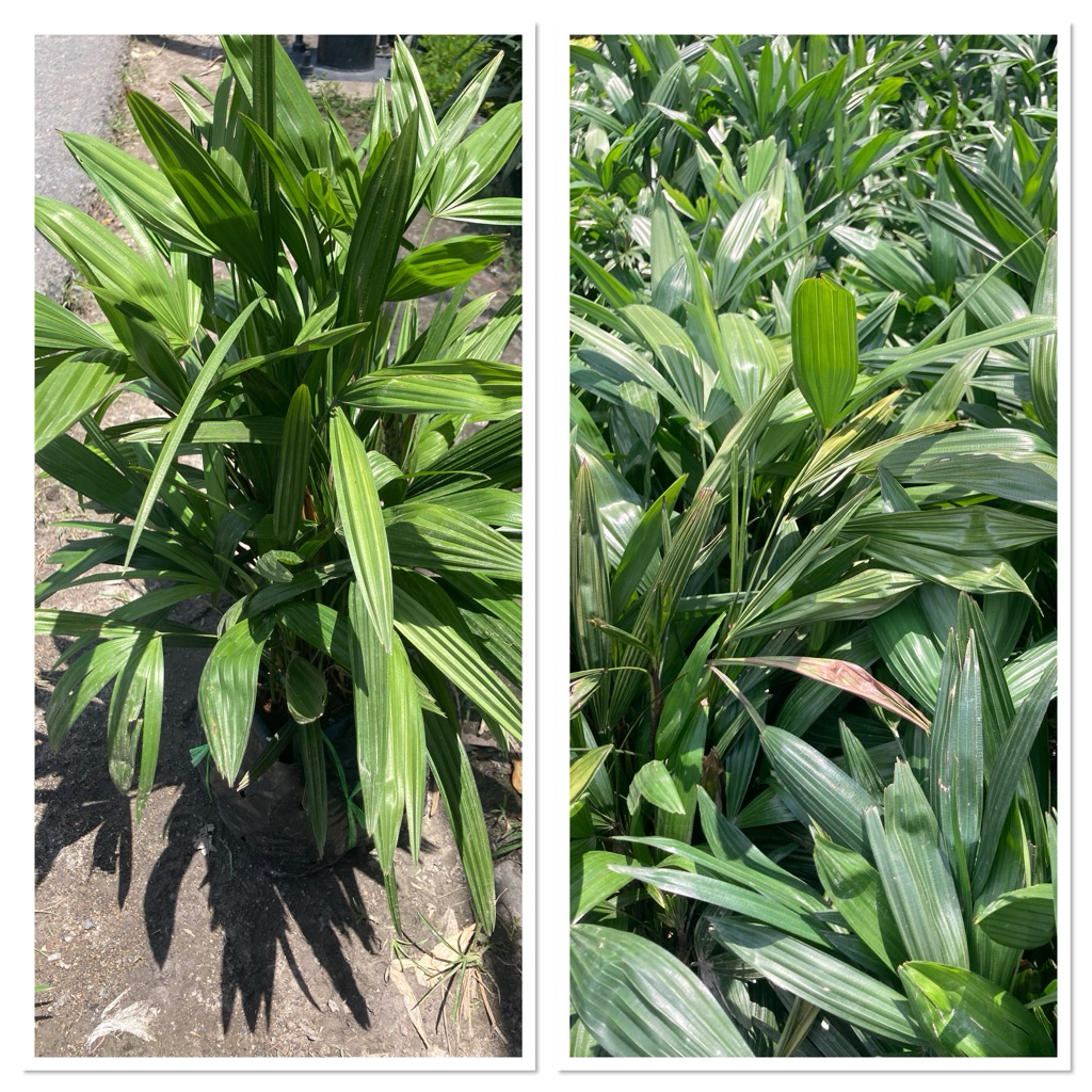 ต้นจั๋งแคระ ไม้มงคล นิยมปลูกเสริมโชคลาภ เงินทอง ดูดซับสารพิษได้ดี ...