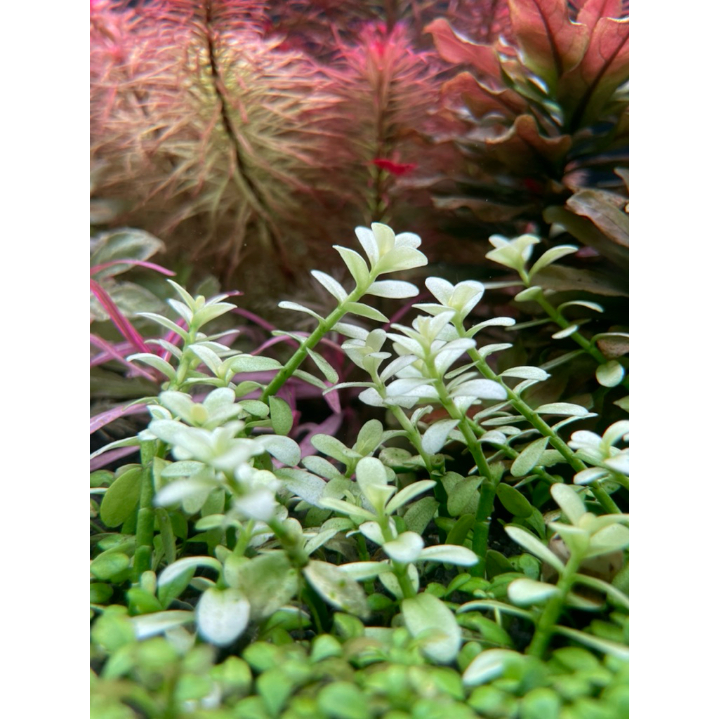 ต้นไม้น้ำ Bacopa Compact White | Shopee Thailand