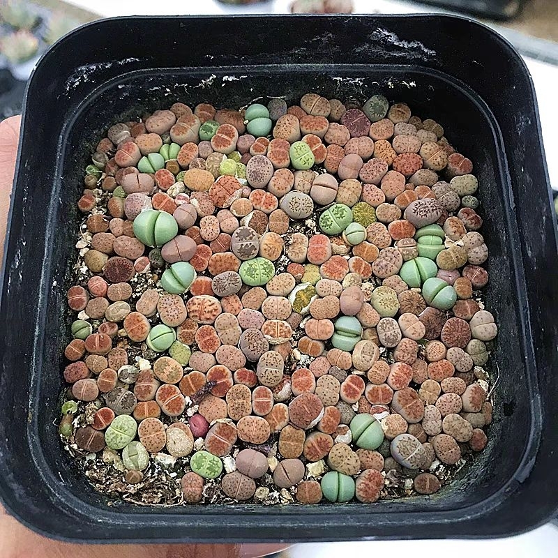 ไลทอปพอท Lithops pot 10cm | Shopee Thailand