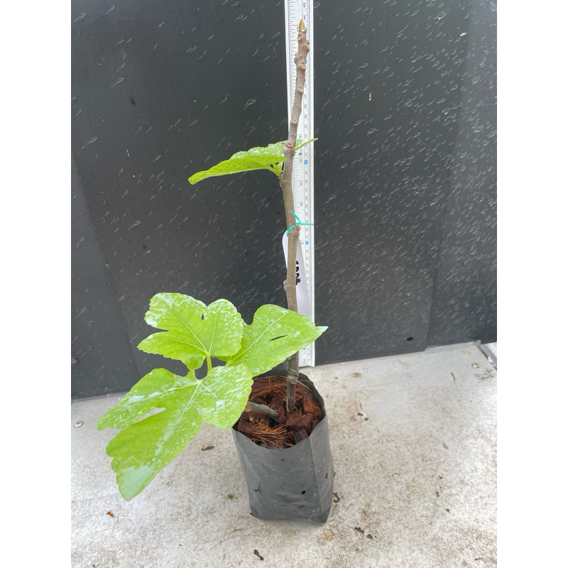 มะเดื่อฝรั่ง fig พันธุ์ CDDB Coll De Dama Blanca | Shopee Thailand