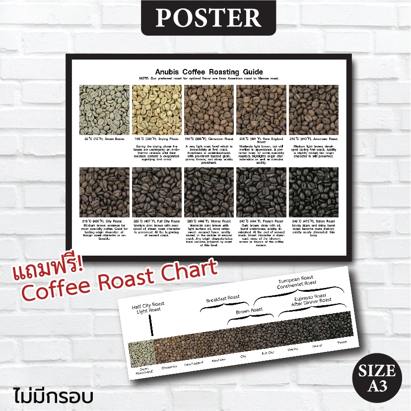 โปสเตอร์ เมล็ดกาแฟ Coffee Bean การคั่วกาแฟ Poster Coffee Roast Guide แถมฟรี Coffee Roast Chart ...