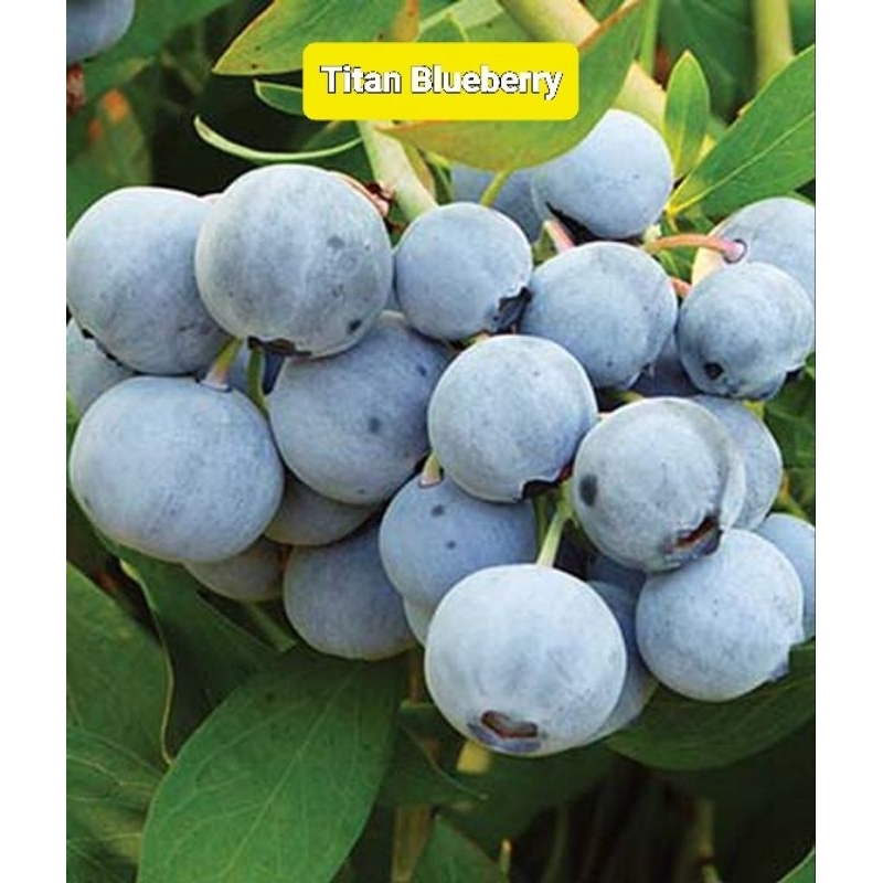 บลูเบอรี่ สายพันธุ์ Titan Blueberry ความสูง 50-60 ซม. | Shopee Thailand