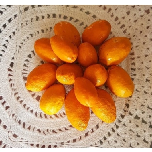 ต้นโอโลซาโบ/Couepia polyandra ต้นเพาะเมล็ด | Shopee Thailand