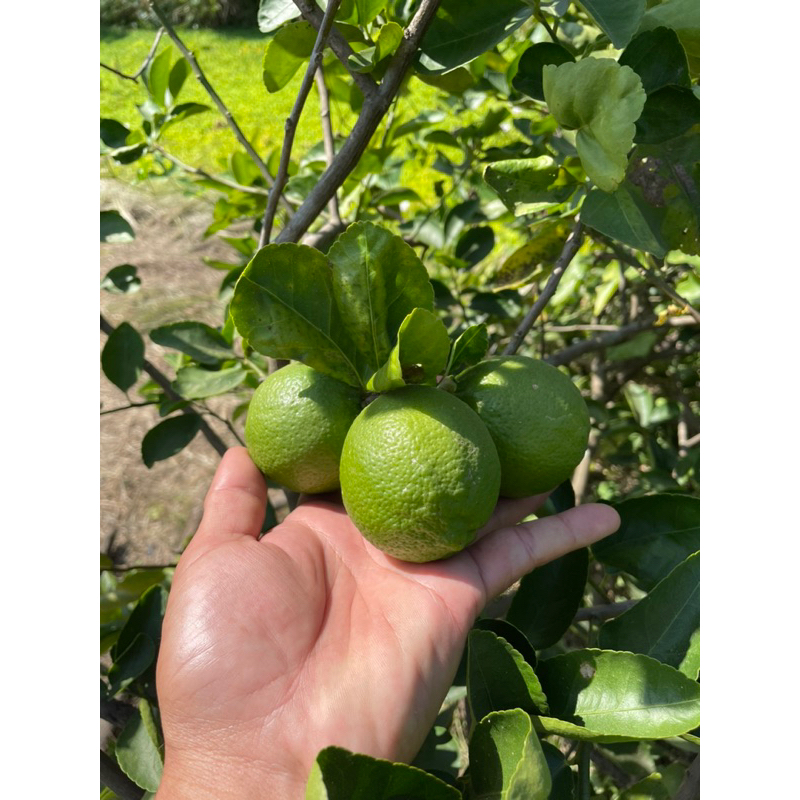 ต้นมะนาวทูนเกล้า มะนาวไร้เมล็ด น้ำเยอะ แข็งแรง ติดลูกง่าย ให้ผลผลิตทั้ง ...