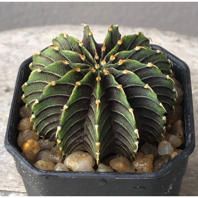 LB2178 แท้ ไม้เมล็ด 13พู | Shopee Thailand