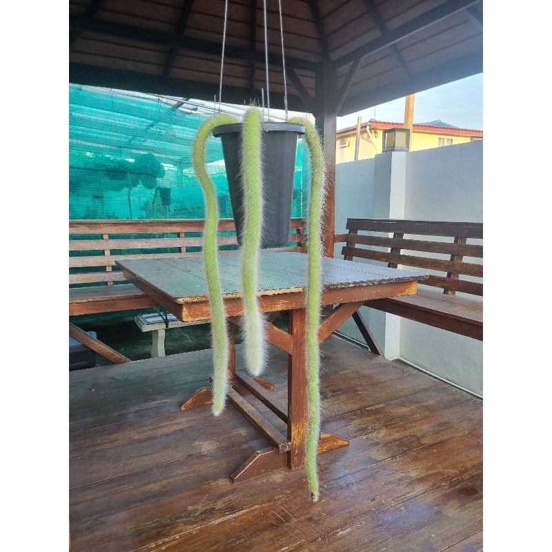 หางลิง แคคตัส มีหน่อเยอะมากนำไปขยายพันธุ์ได้ | Shopee Thailand