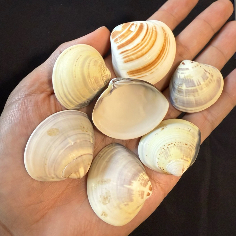 เปลือกหอยสีขาว 50g SHA BAI BEI สำหรับงานศิลปะเปลือกหอย ตกแต่งสวน ขนาด:3 ...