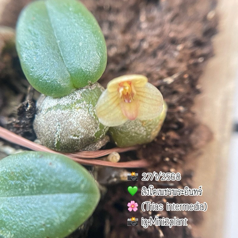สิงโตเพชรพระอินทร์ (Trias Intermedia) [ กล้วยไม้จิ๋ว] | Shopee Thailand