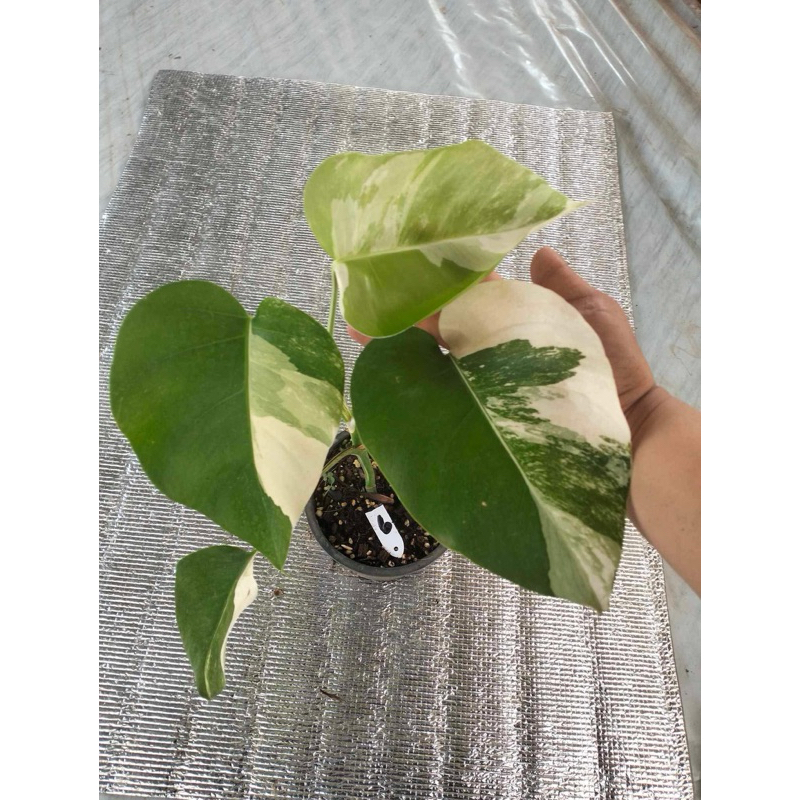 อัลโบ้& ออเรีย Monstera Albo&aurea var. | Shopee Thailand