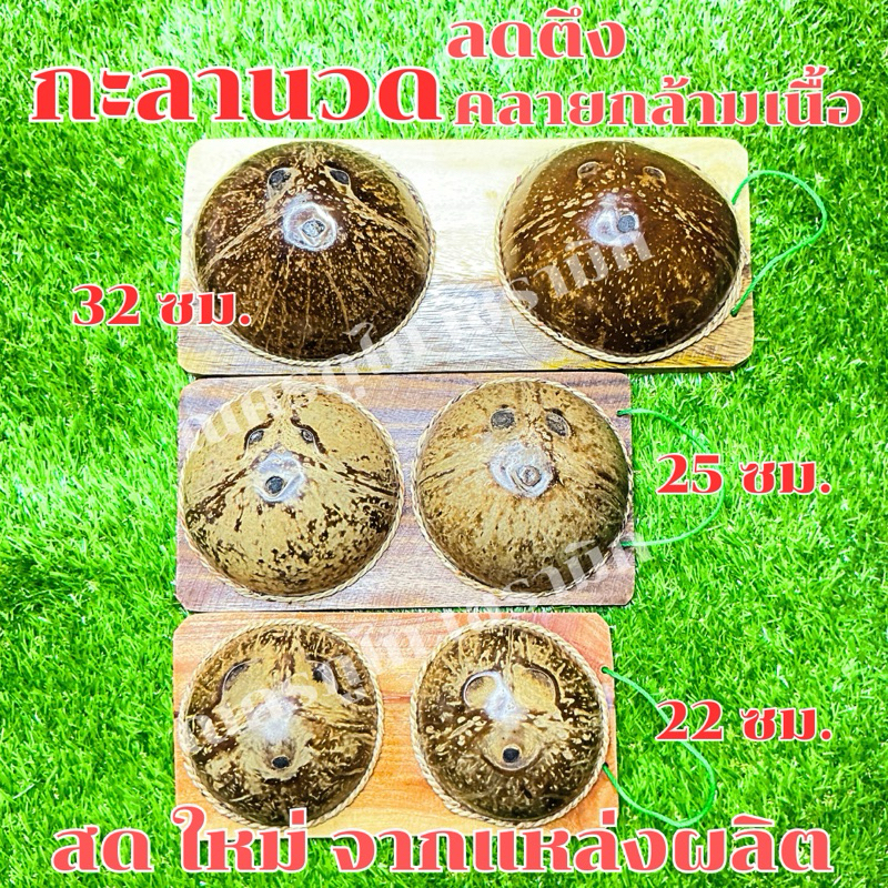 กะลานวดฝ่าเท้าจากแหล่งผลิต “ถูกที่สุด” ไซส์ใหญ่ (L) ความยาว 30 ซม. ...