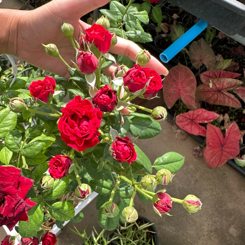 กุหลาบ Red pinocchio rose (เรด พิน็อคคิโอ) | Shopee Thailand