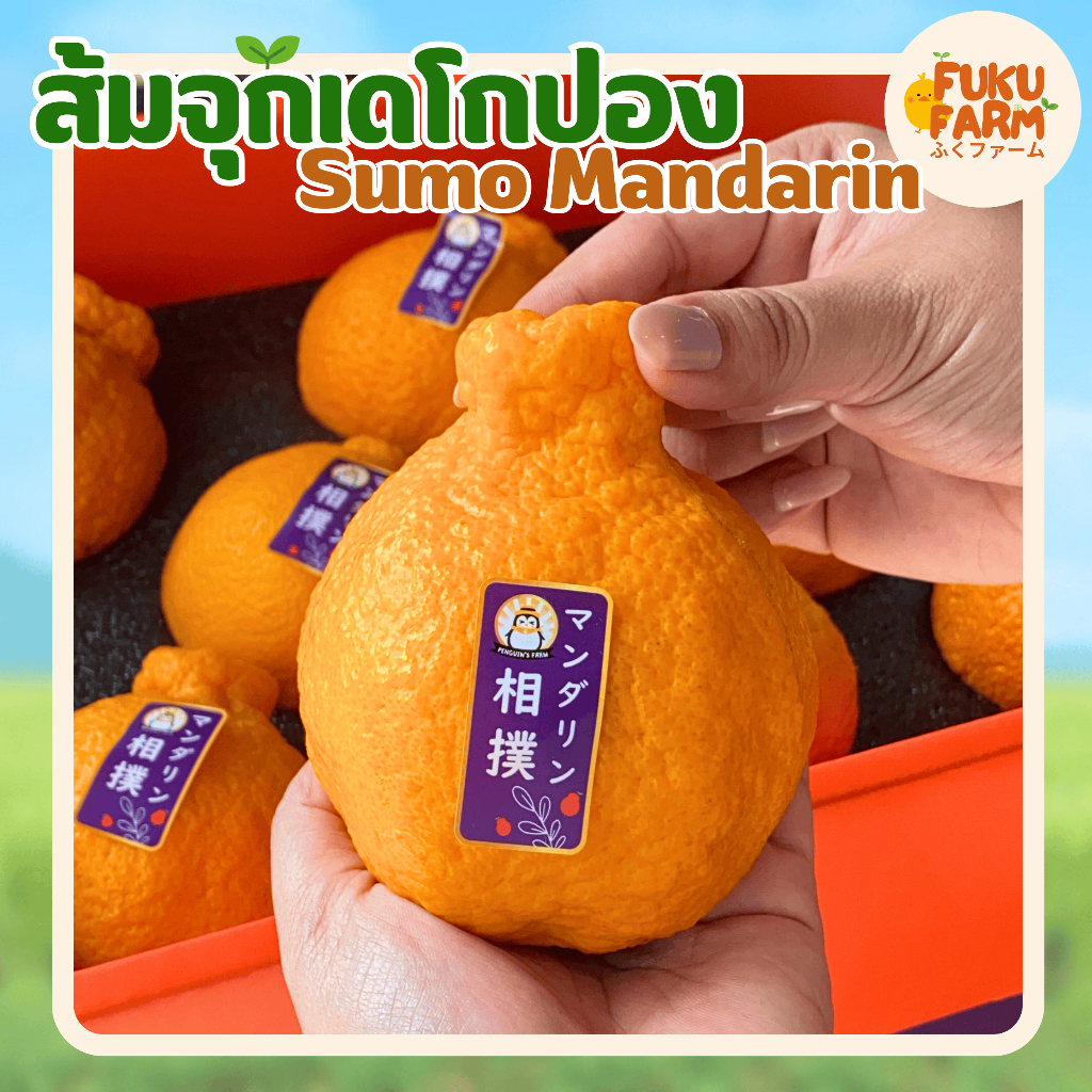 ส้มจุกเดโกปอง ส้มจุกซูโม่ Sumo Mandarin ส้มจุกยกลัง สายพันธ์ญี่ปุ่น ...