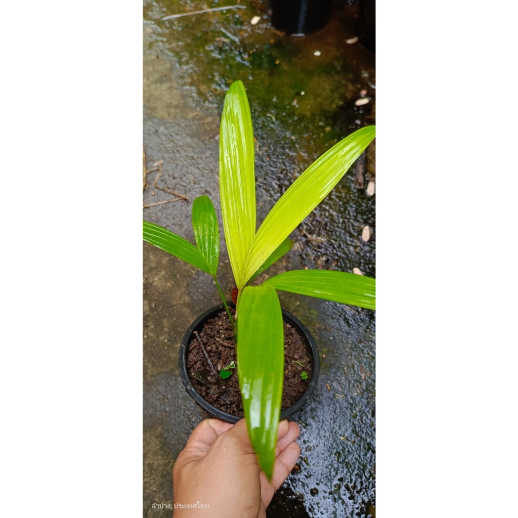 ต้นกล้า Areca Concinna หมากหอมศรีลังกา พืชเฉพาะถิ่นศรีลังกา | Shopee ...