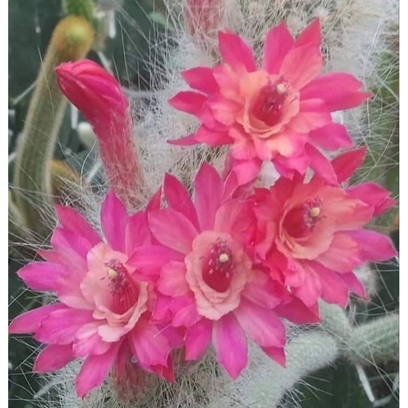 หางลิง ดอกชมพู แคคตัส,กระบองเพชร ตัดสด 6 นิ้ว | Shopee Thailand