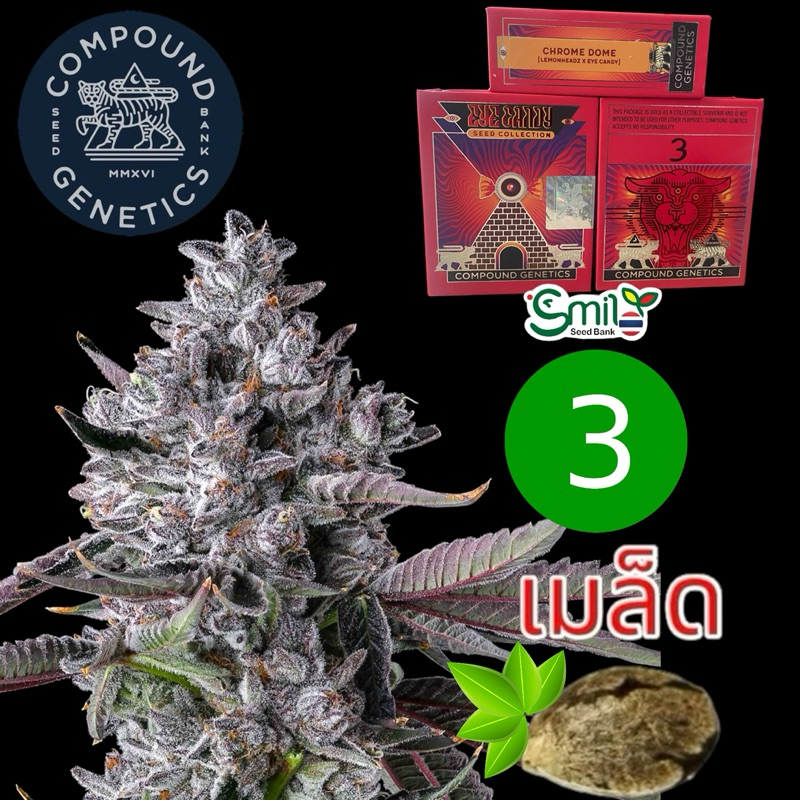 เมล็ดกัญชา Chrome Dome (Fem) EYE CANDY VOL 1 - Compound Genetics ...