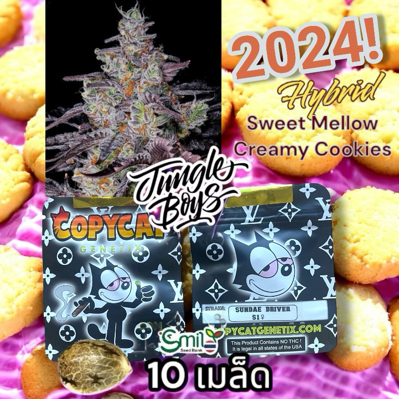 เมล็ดกัญชา Sundae Driver S1 (Fem) Hybrid Grape Pie* - Copycat Genetixx ...