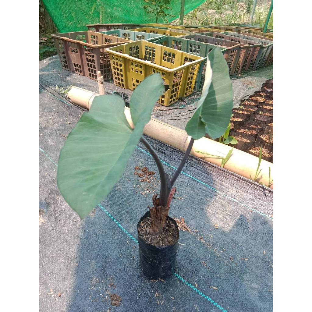 ต้นพันธุ์ ทูนก้านดำ ออดิบ ดำ ทูนดำ พร้อมปลูกในถุงดำ 39บาท ทูนดำทำอาหาร ...