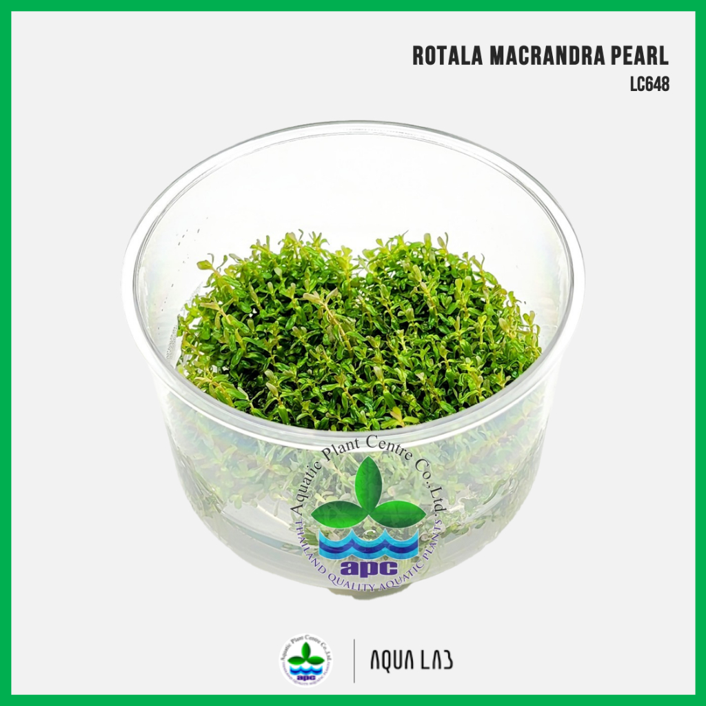 [APC] Rotala macrandra pearl (โรทาล่ากุหลาบ) [ไม้น้ำ - Aquatic Plant ...