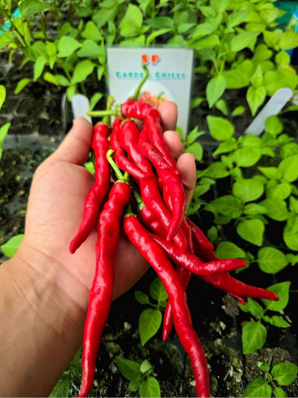 📌สายพันธุ์แท้‼️เมล็ดพันธุ์พริกยาวโจลอง(Joe's Long)แท้💯 | Shopee Thailand