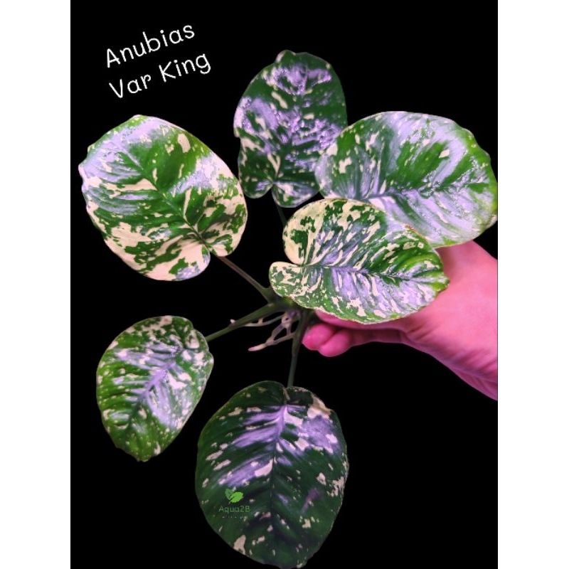 Anubias Varking ใบน้ำ💯 ลายสวยหายาก อนูเบียส มีหลายขนาดให้เลือก Anubias ...