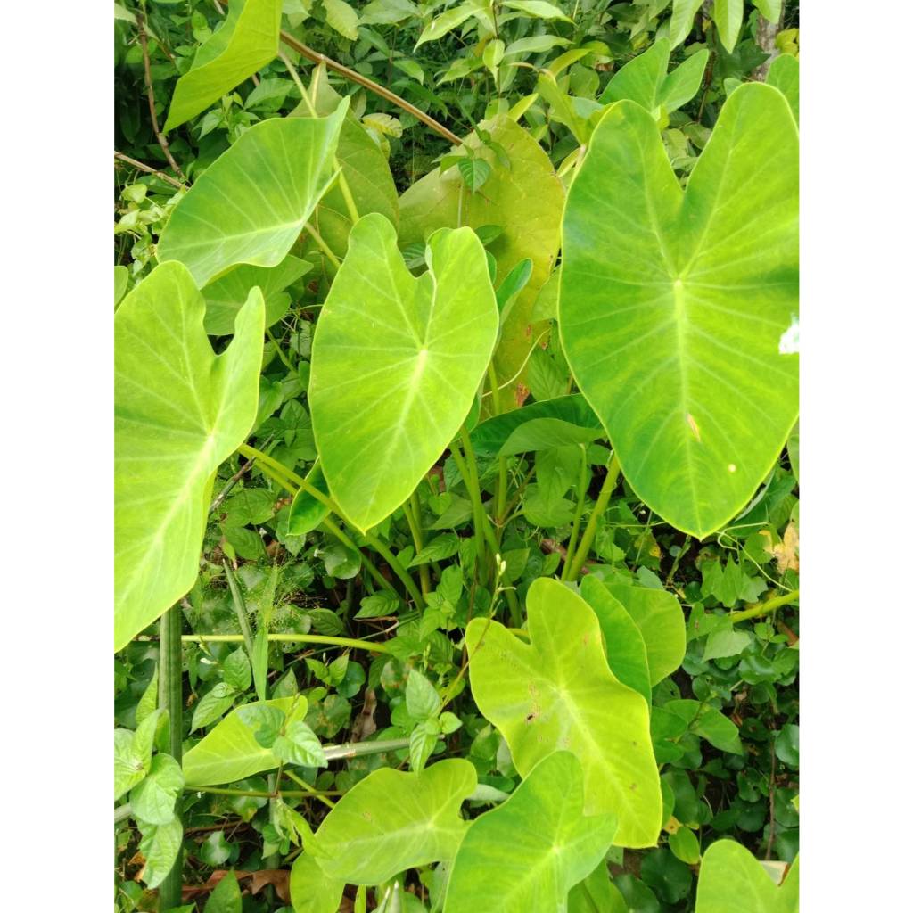 ต้นกล้า ทูน ออดิบ ตูน โชนทูน บอนโชน ขายเป็นหัวๆตัดใบส่ง ปลูกได้ต้นละ 12 ...