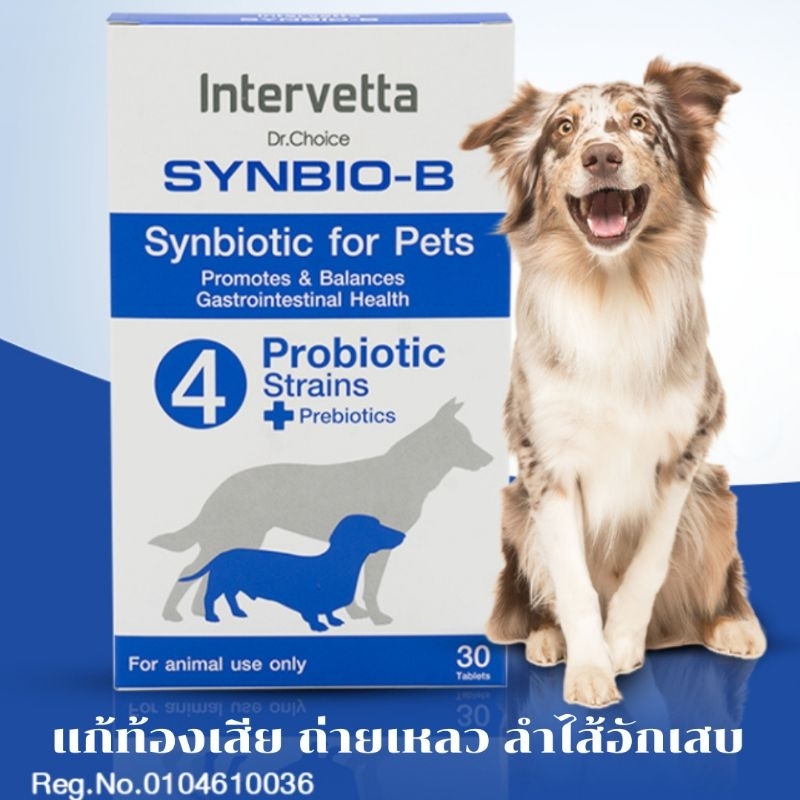 Intervetta SYNBIO-B ซินไบโอ บี โพรไบโอติก 4 สายพันธุ์ และพรีไบโอติก เพื่อสุขภาพที่ดีของลำไส้ ...