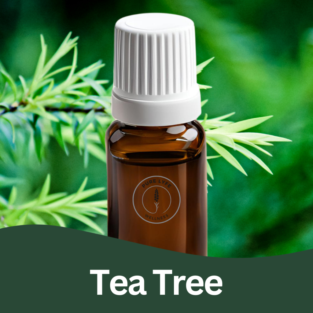 Premium Tea Tree Essential Oil 15 mL น้ำมันหอมระเหยทีทรีเกรดพรีเมียม 15 ...
