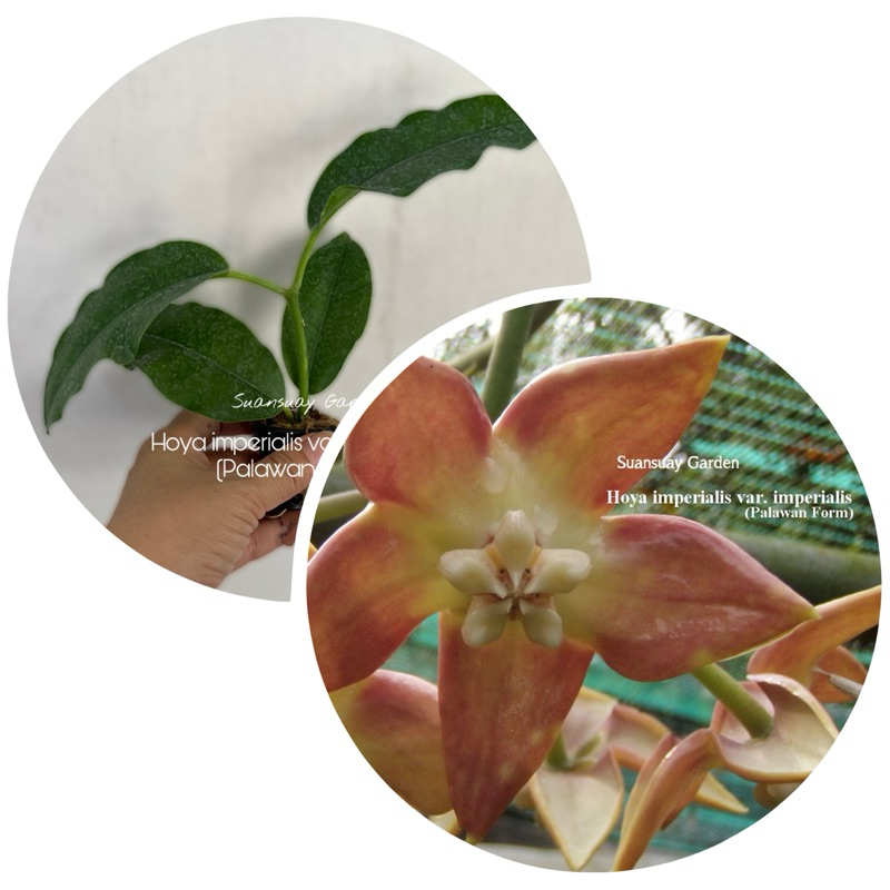 Hoya imperialis var. imperialis (Palawan Form) โฮยาจักรพรรดิ ดอกใหญ่มาก ...