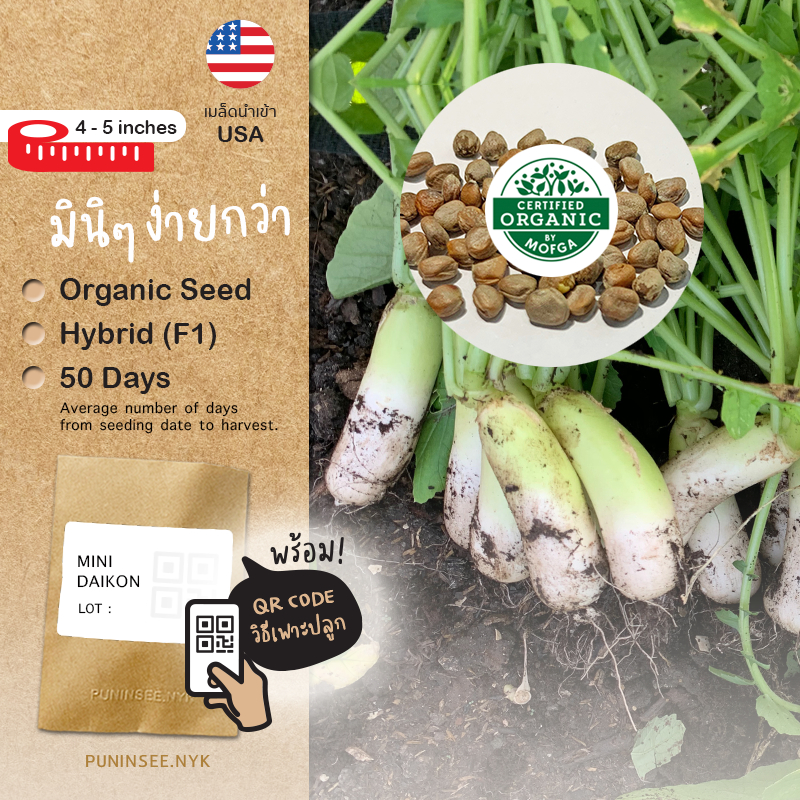 เมล็ดผักนำเข้า หัวไชเท้าจิ๋ว Mini Daikon (Organic Seed) ไช้เท้าญี่ปุ่น ...