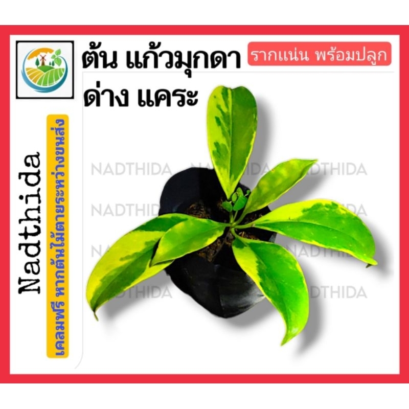 Nadthida ต้นเเก้วมุกดา ด่างเเคระ กล้าไม้ พร้อมปลูก เเก้วมุกดา ไม้มงคล ไม้ประดับ | Shopee Thailand