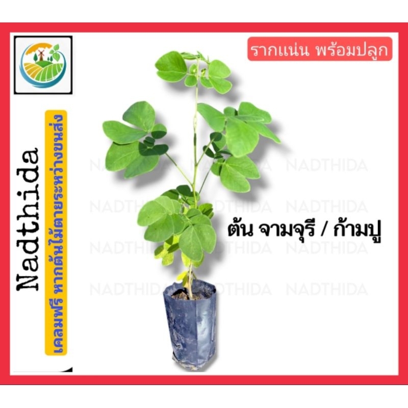 Nadthida ต้นจามจุรี หรือ ต้นก้ามปู กล้าไม้ พร้อมปลูก จามจุรี / ก้ามปู รากดีเเน่นอน | Shopee Thailand