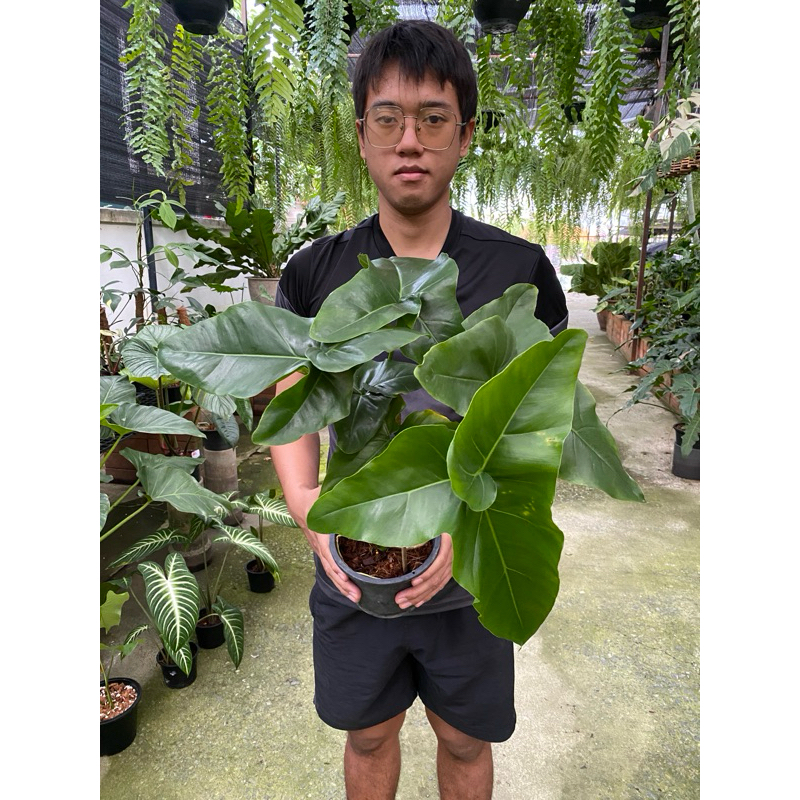 Philodendron Angela ฟิโลเดนดรอนแองเจล่า หรือ ใบไขว้ | Shopee Thailand
