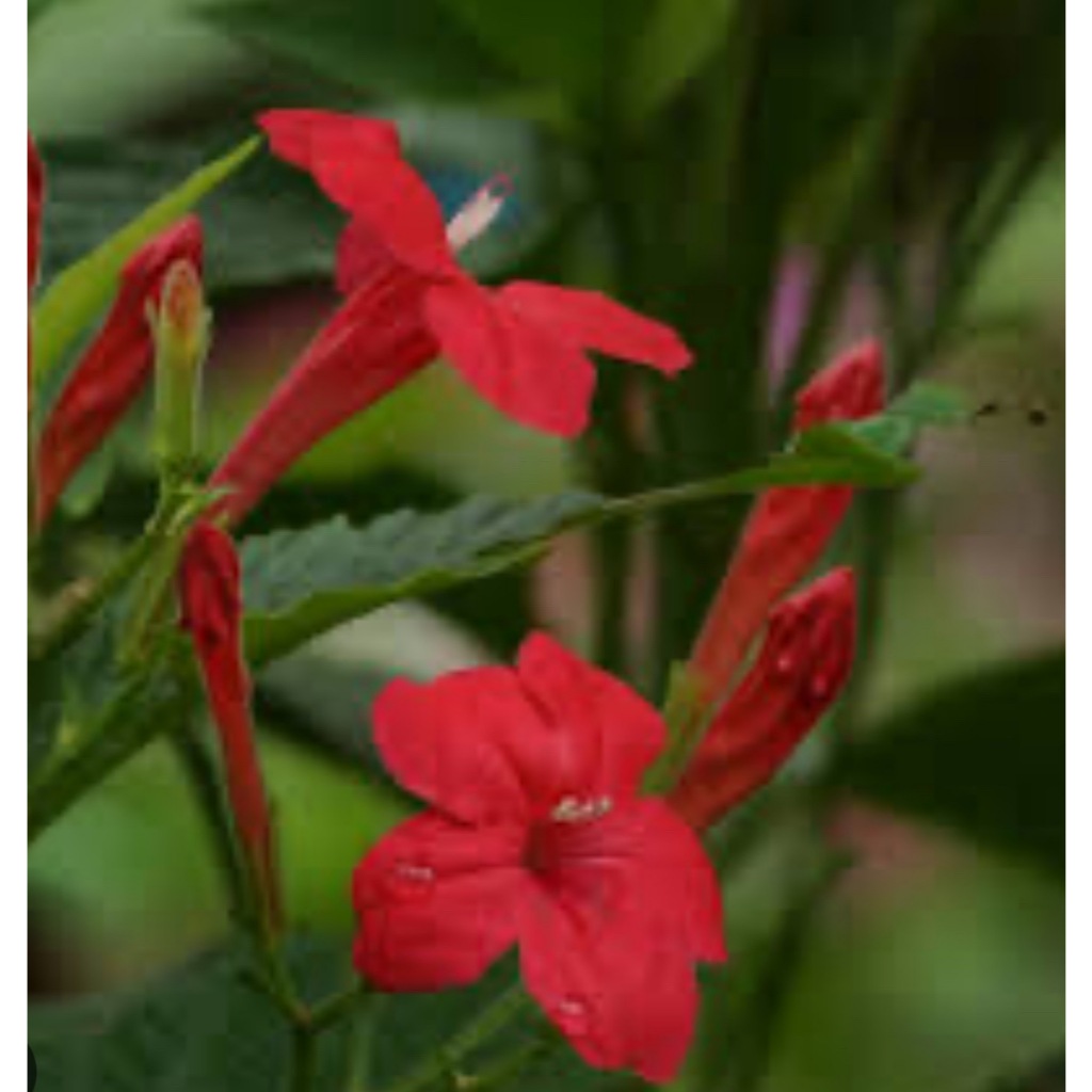 ต้นต้อยติ่งแดงหรือแดงซีลอน Red ruellia (Ruellia elegans)ร้าน ChayTongAong | Shopee Thailand