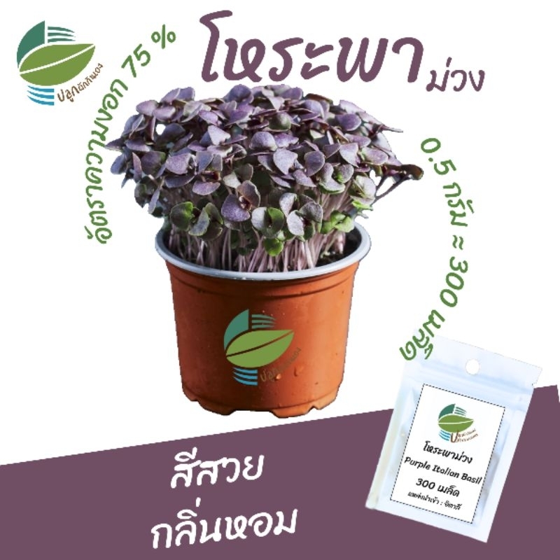 เมล็ดพันธุ์ต้นอ่อน โหระพาม่วง (Purple Italian Basil Sprout) | Shopee ...