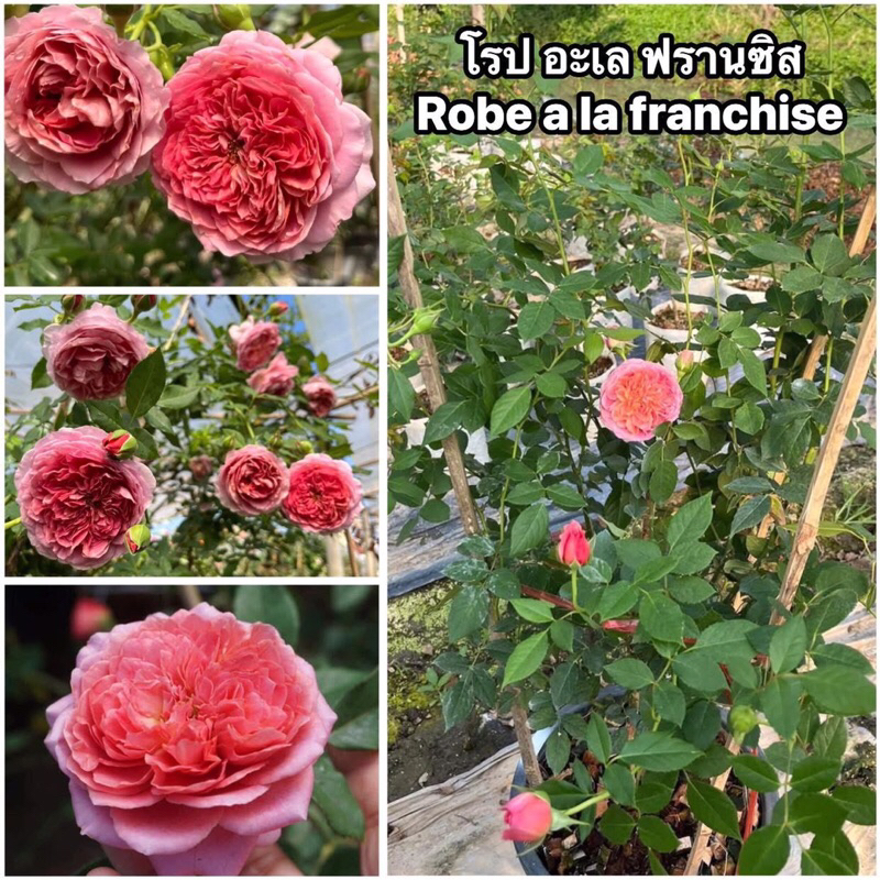 กุหลาบเลื้อย-โรป อะเล ฟรานซิส Robe a la franchise (กระถาง 12 นิ้ว) ดอก ...
