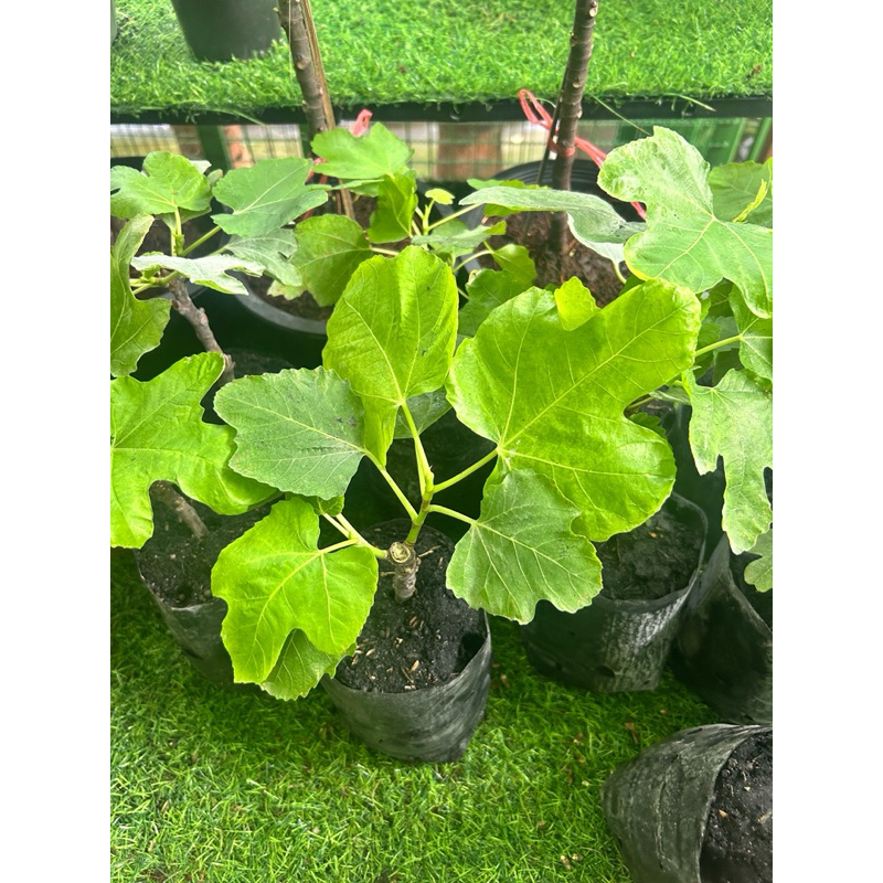 nippon figs BTM 6(ญี่ปุ่น BTM6) ต้นเบบี๋ปักชำ ยังไม่ติดผล สูง15-25cm | Shopee Thailand