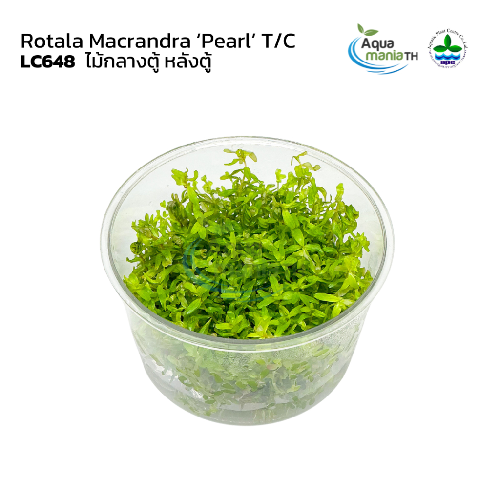 [APC] Rotala Macrandra ‘Pearl’ (Tissue Culture) LC648 | Shopee Thailand